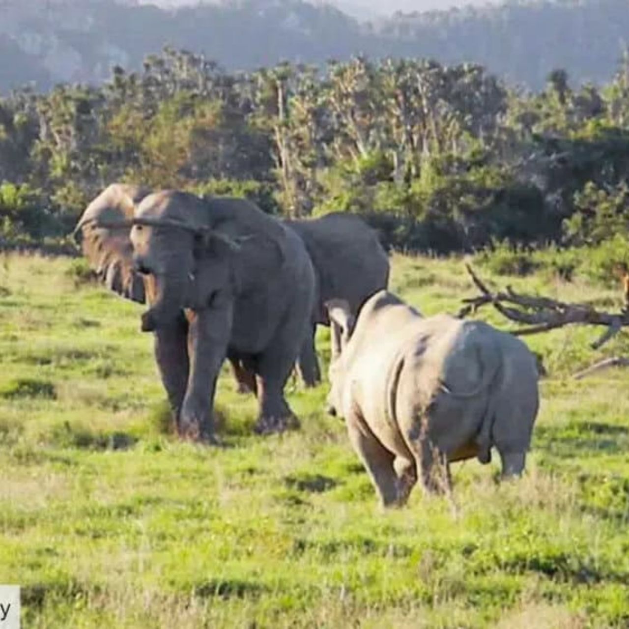 A Rare Encounter in Africa: Elephants and Rhinos Clash in the Wild