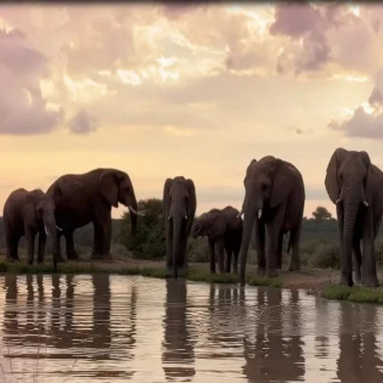 A Magical Evening with Elephants at the Herd Orphanage