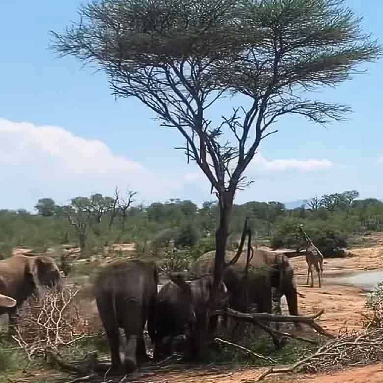 A Joyful Journey: Baby Elephants Explore Their World