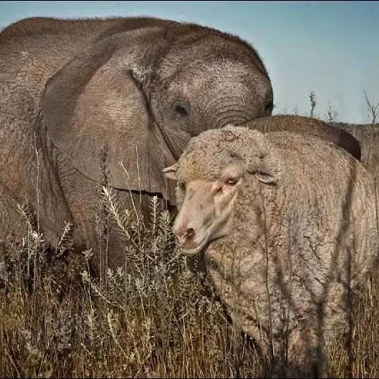 Unlikely Companions: The Heartwarming Bond Between a Baby Elephant and ...