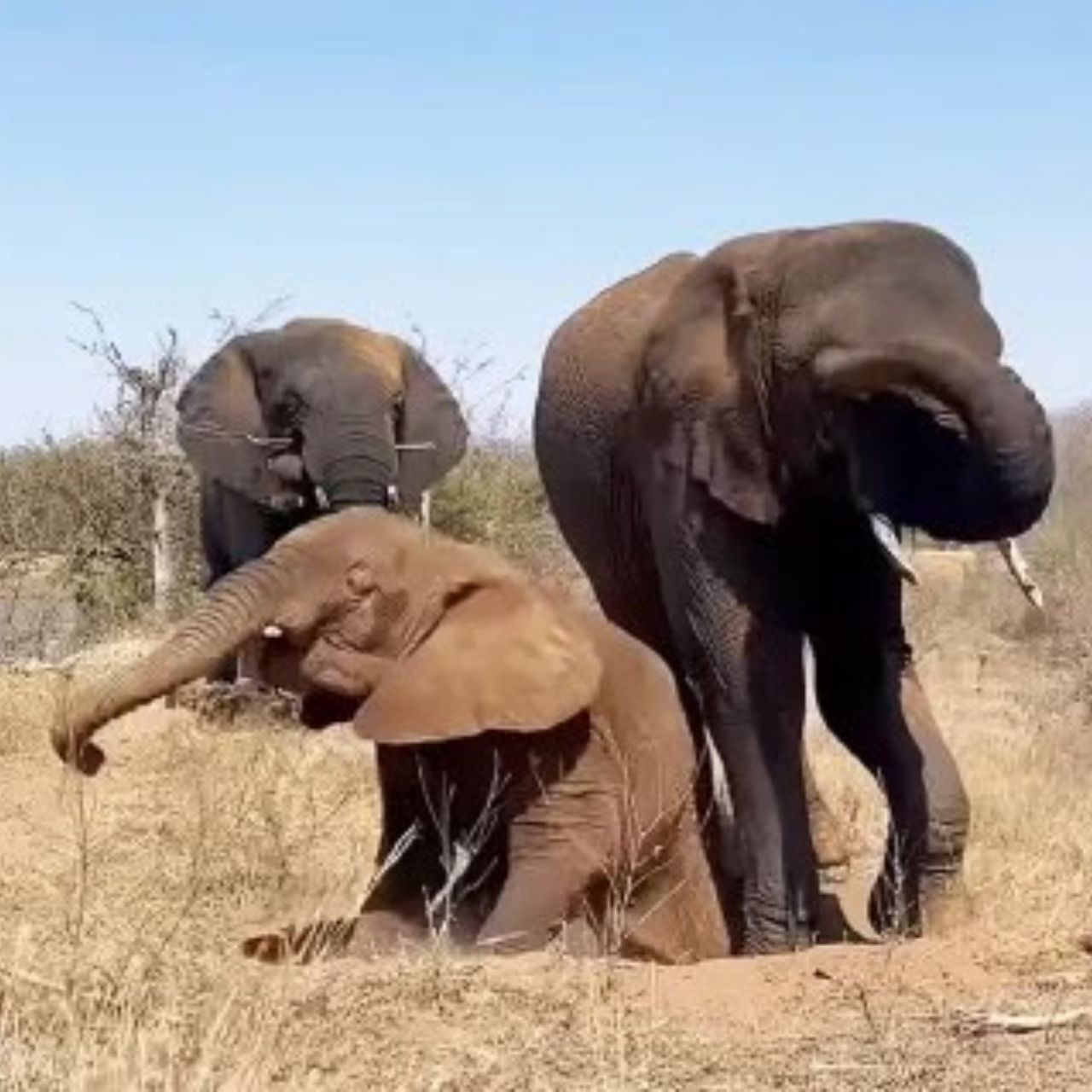 The Heartwarming Bond of Khanyisa and Kumbura: A Day in the Wild