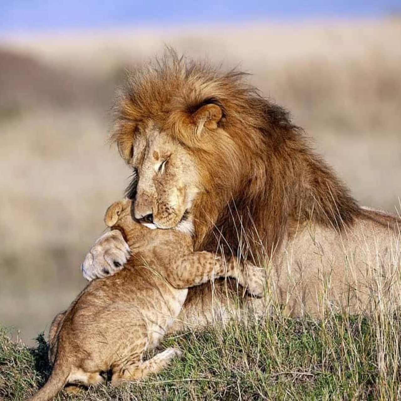 Heartwarming Lion Embrace Reflects Iconic Father-Son Bond