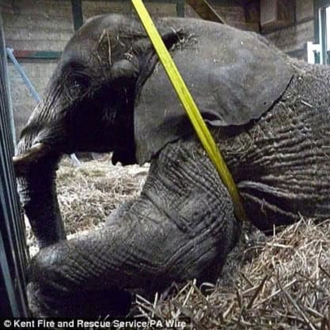 Firefighters Unite: A Heartwarming Rescue of a Stranded Elephant
