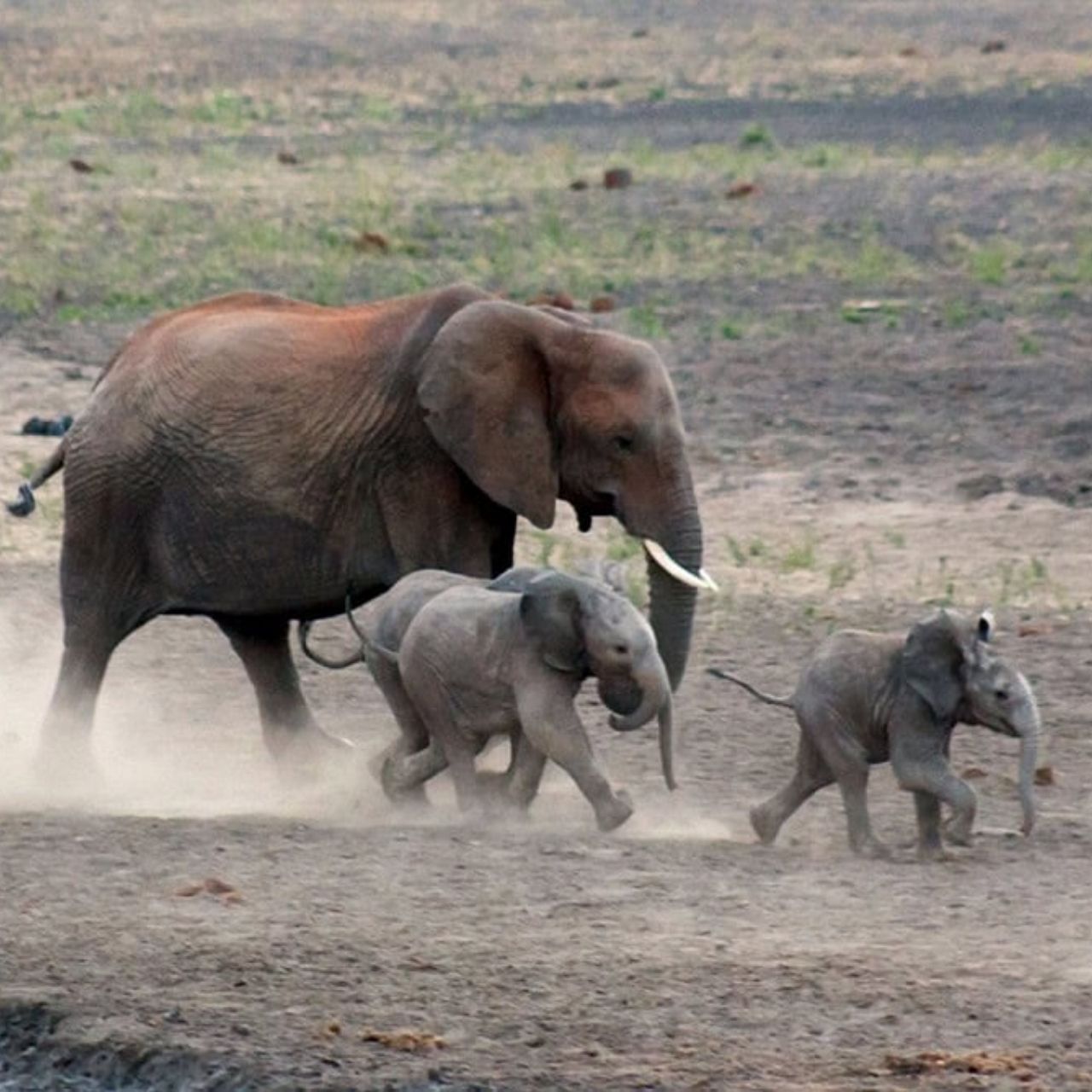 The Inspiring Journey of Baby Elephants in Madikwe