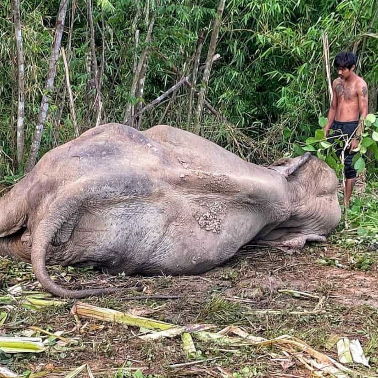 Fhandee's Journey: A Triumph of Care and Resilience