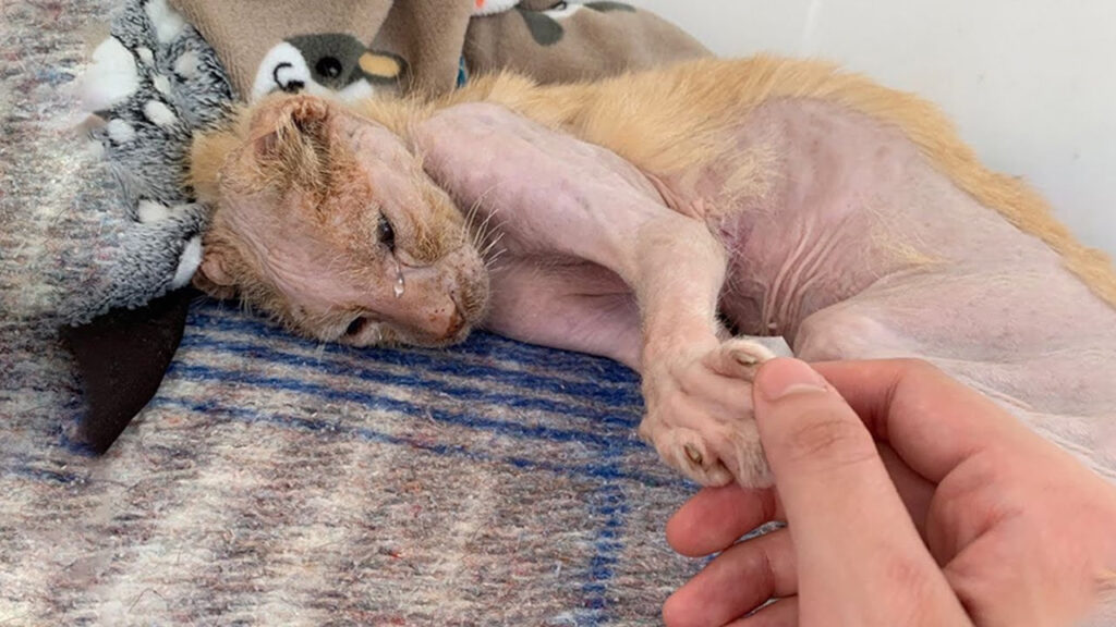 Starved, Burned, and Left to Die—A Cat’s 500-Day Journey to Love and ...