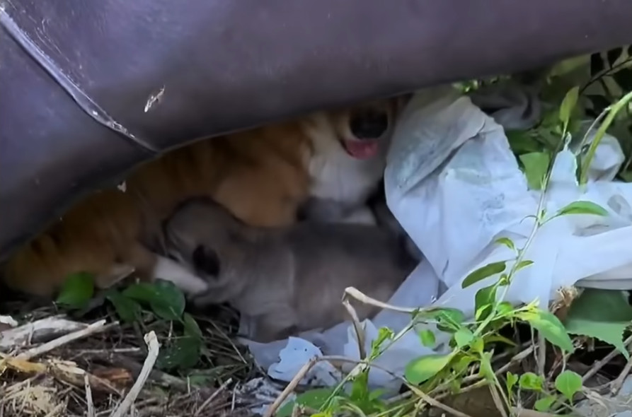 Desperate Mother Dog Begs for Help to Save Her Weak Puppy