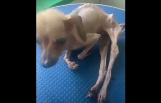 Rescued from Cruelty, Fragile Dog Fights for Her Life and Becomes a ...
