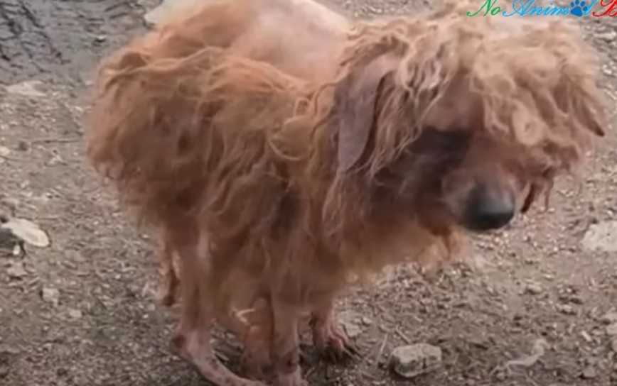 Rescued from Cruelty, Fragile Dog Fights for Her Life and Becomes a ...