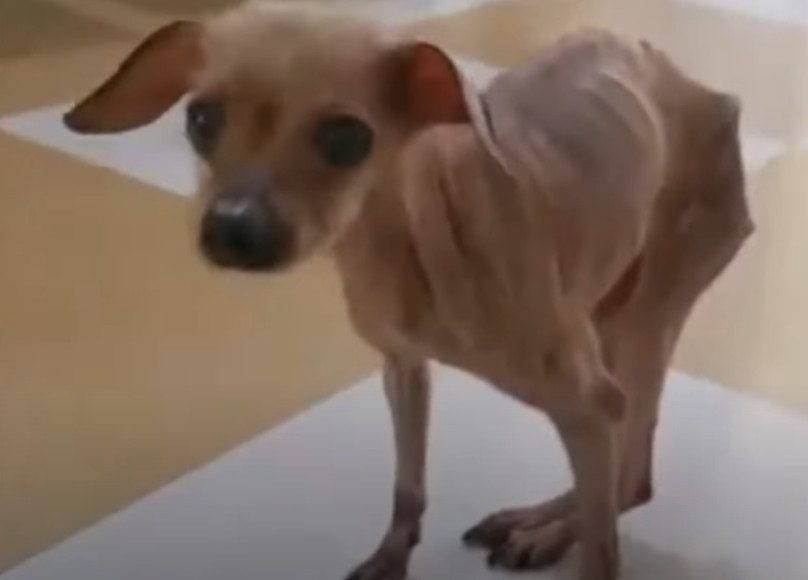 Rescued from Cruelty, Fragile Dog Fights for Her Life and Becomes a ...