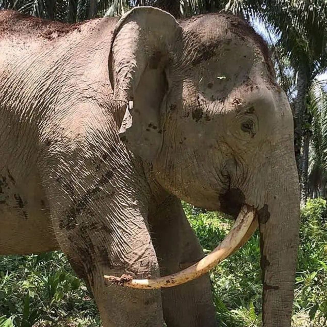 Rare Dwarf Elephant with Unique Tusks Discovered in Malaysia