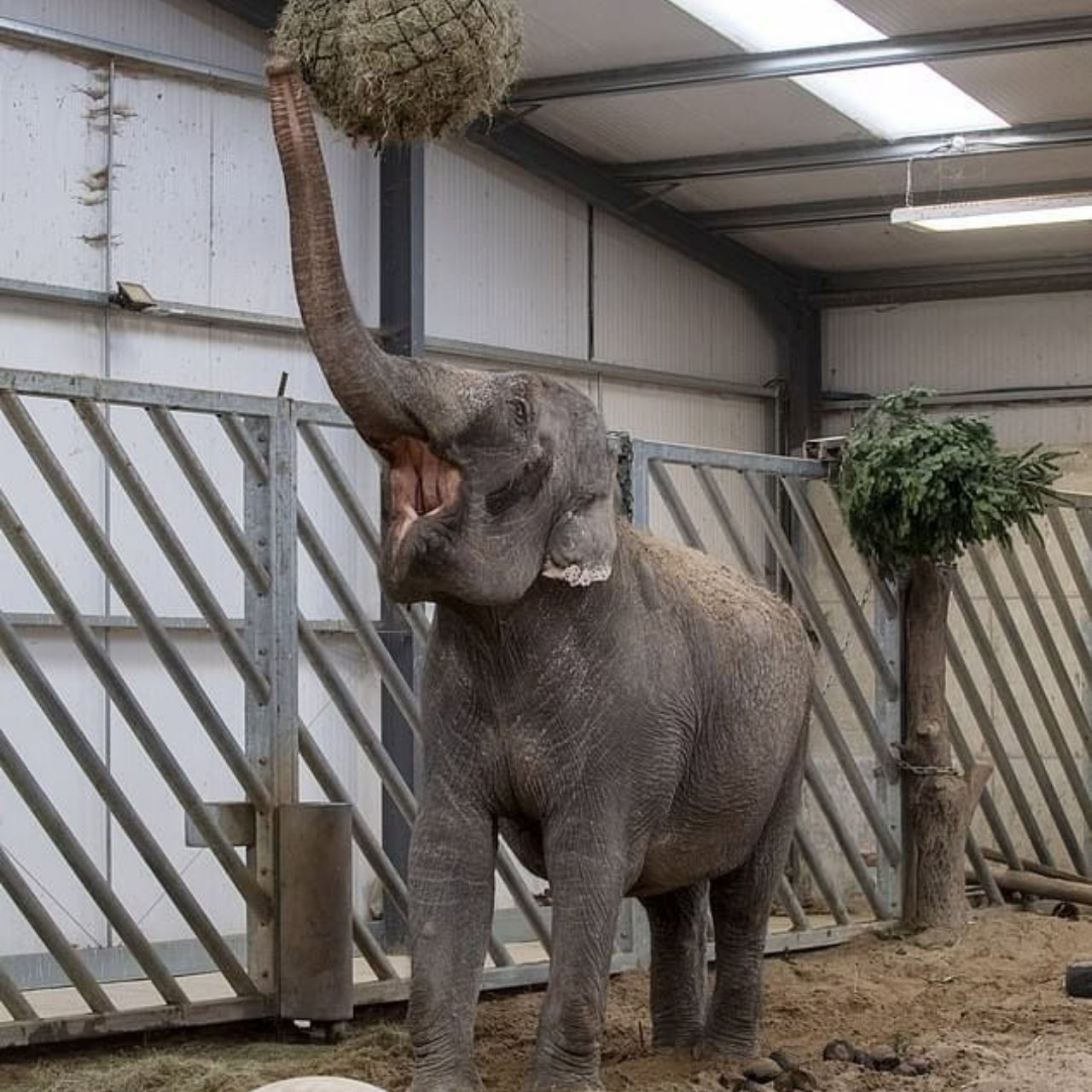 Anne the Elephant: A New Chapter at Longleat Safari Park