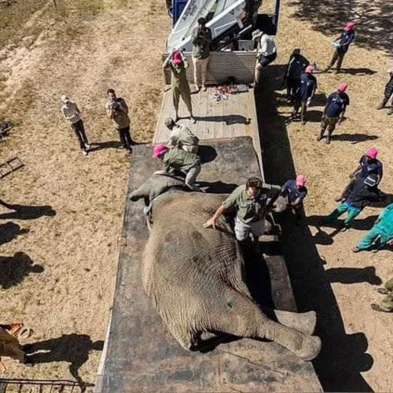 Journey to Freedom: Seven Elephants Begin Their New Adventure