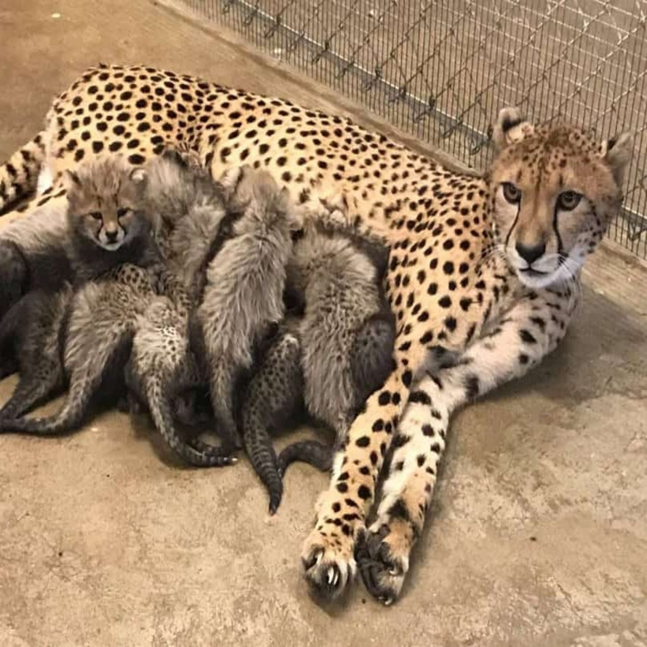 Exciting Milestones for Eight Energetic Cheetah Cubs at Saint Louis Zoo