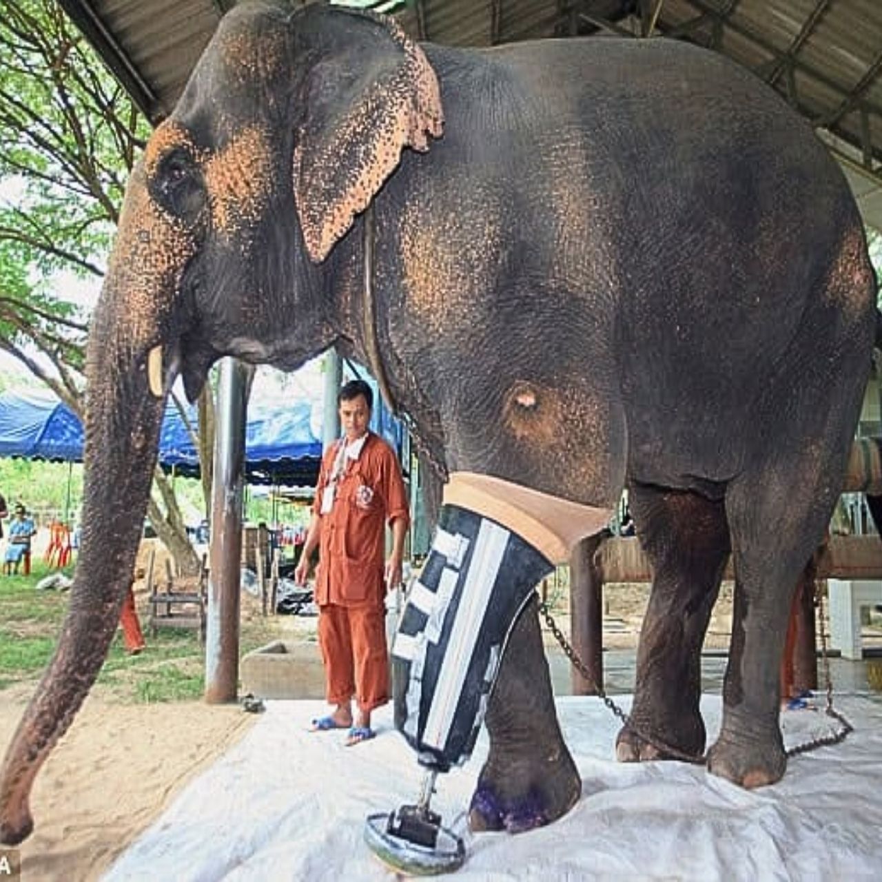Motola the Elephant Takes a Joyful Step into Hope