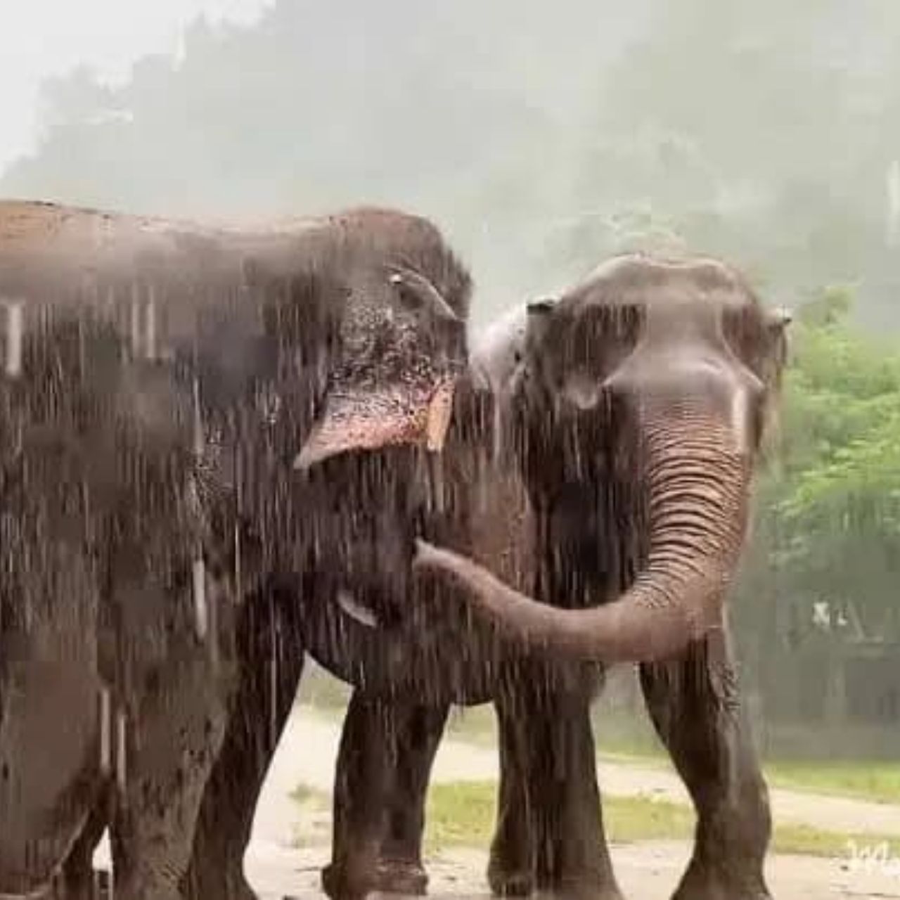 The Elephant Orchestra: Nature's Symphony in the Rain