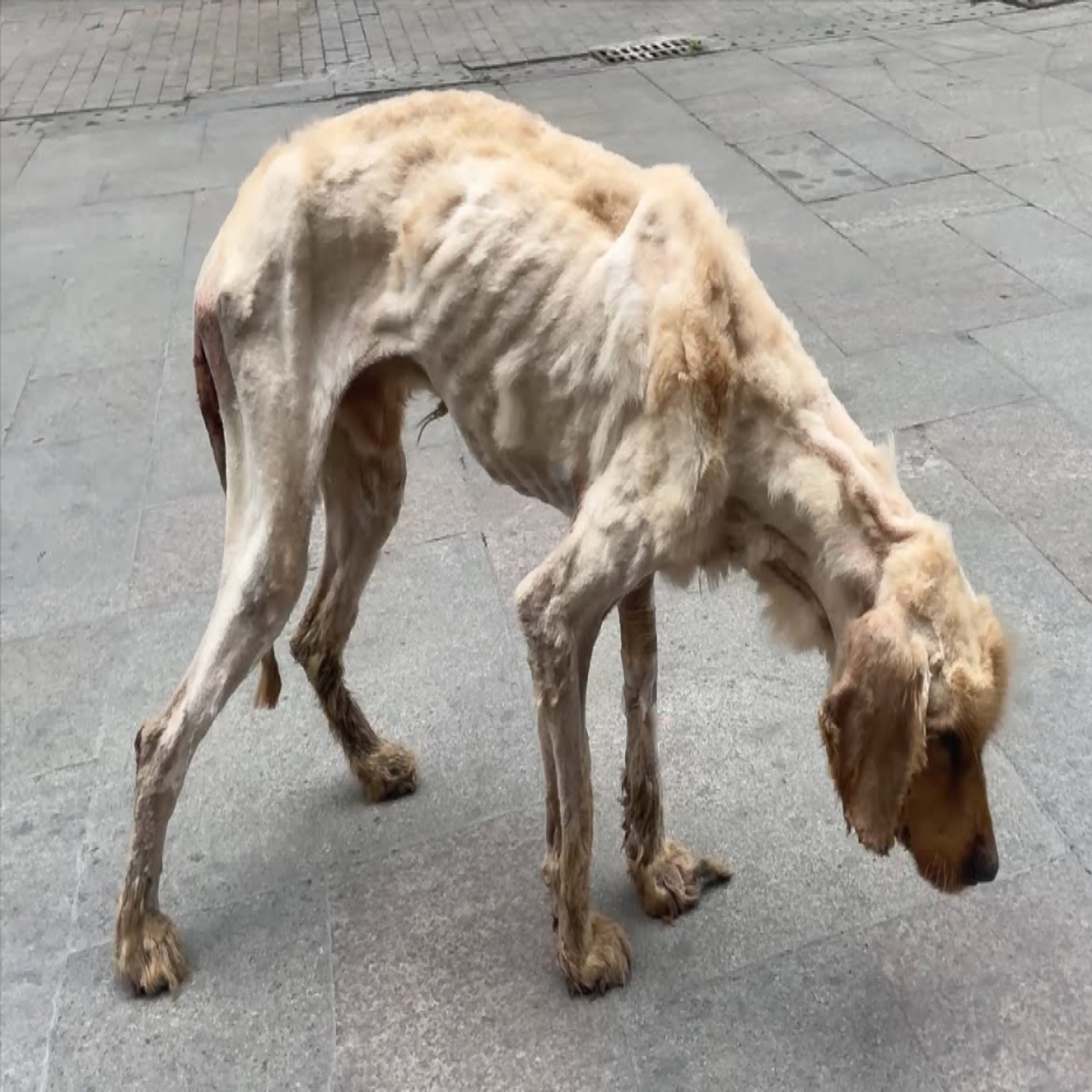 Beaten and Starving, This Dog Begged for Help—And Someone Finally Listened