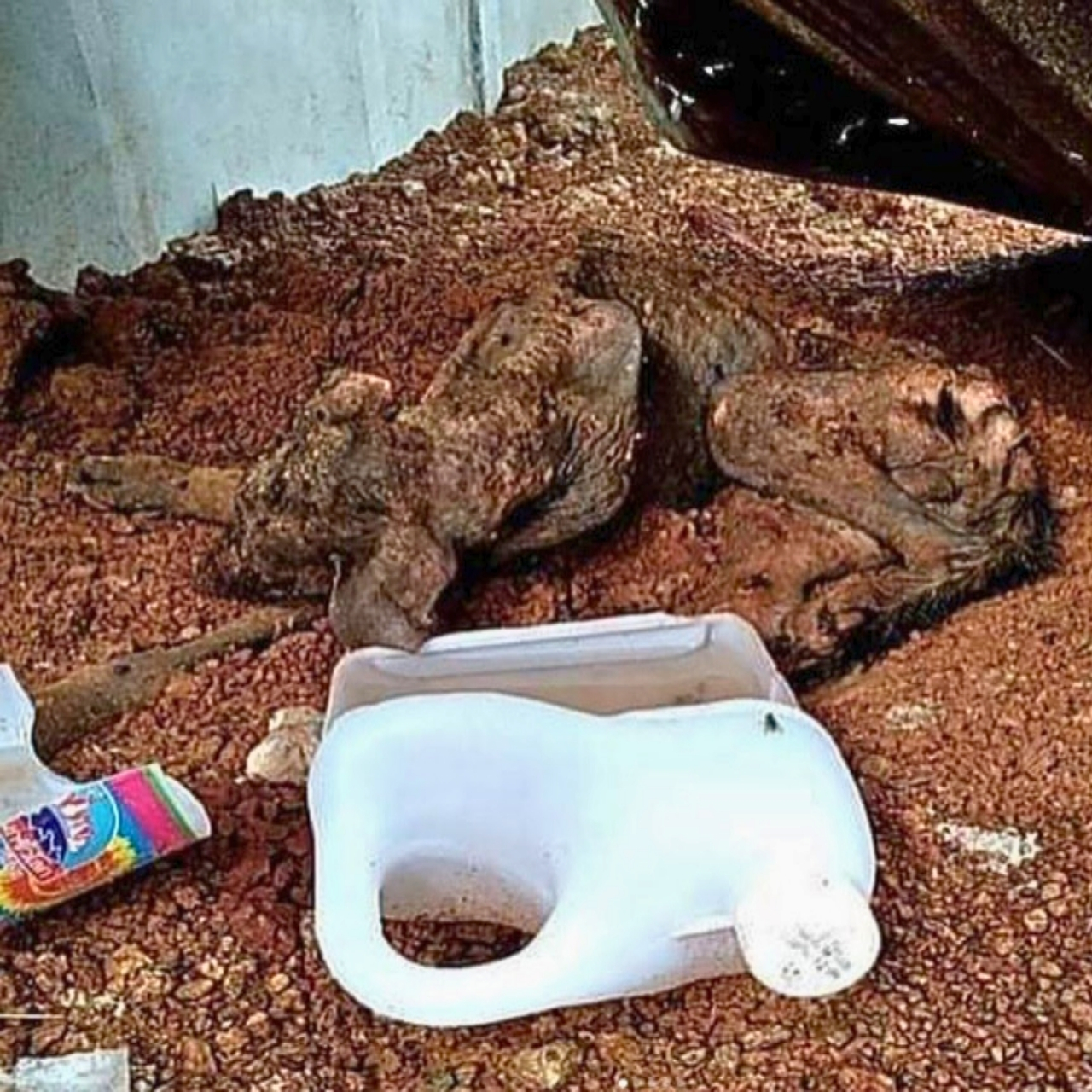 From Despair to Joy: The Inspiring Recovery Journey of Hope the Stray Dog