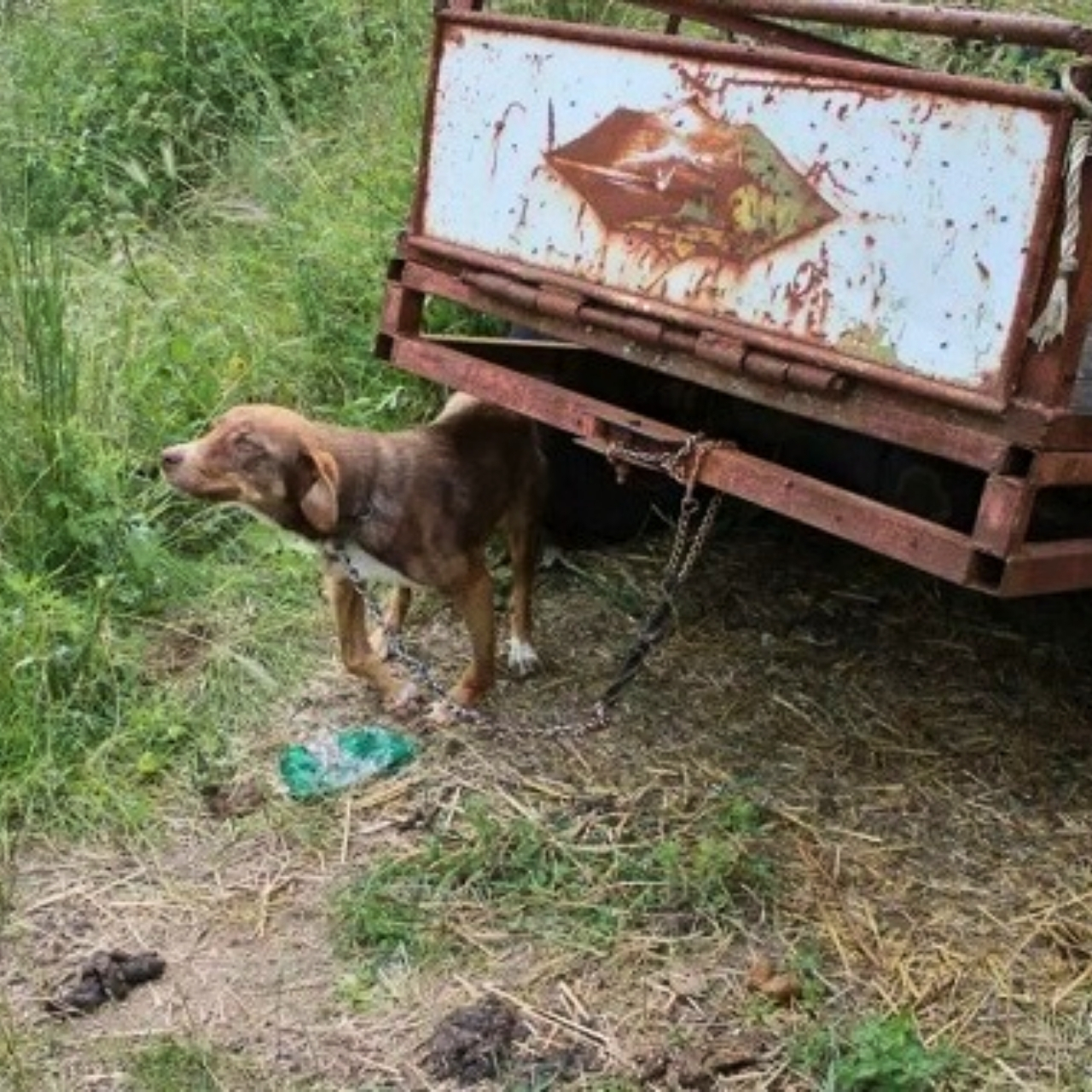 From Isolation to Adoration: Duke's Heartwarming Rescue and New Beginning