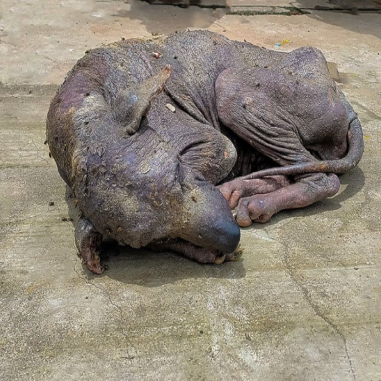 From Patches to Shine: Parle’s Stunning Recovery From a Severe Skin Disease