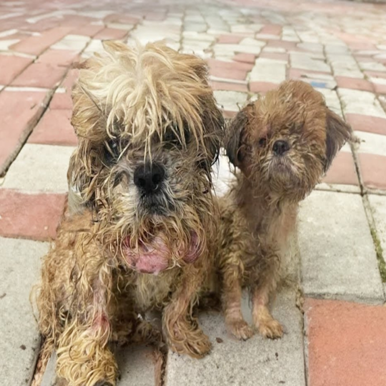 Left Behind and Pleading for Help, These Dogs Found a Forever Home Together