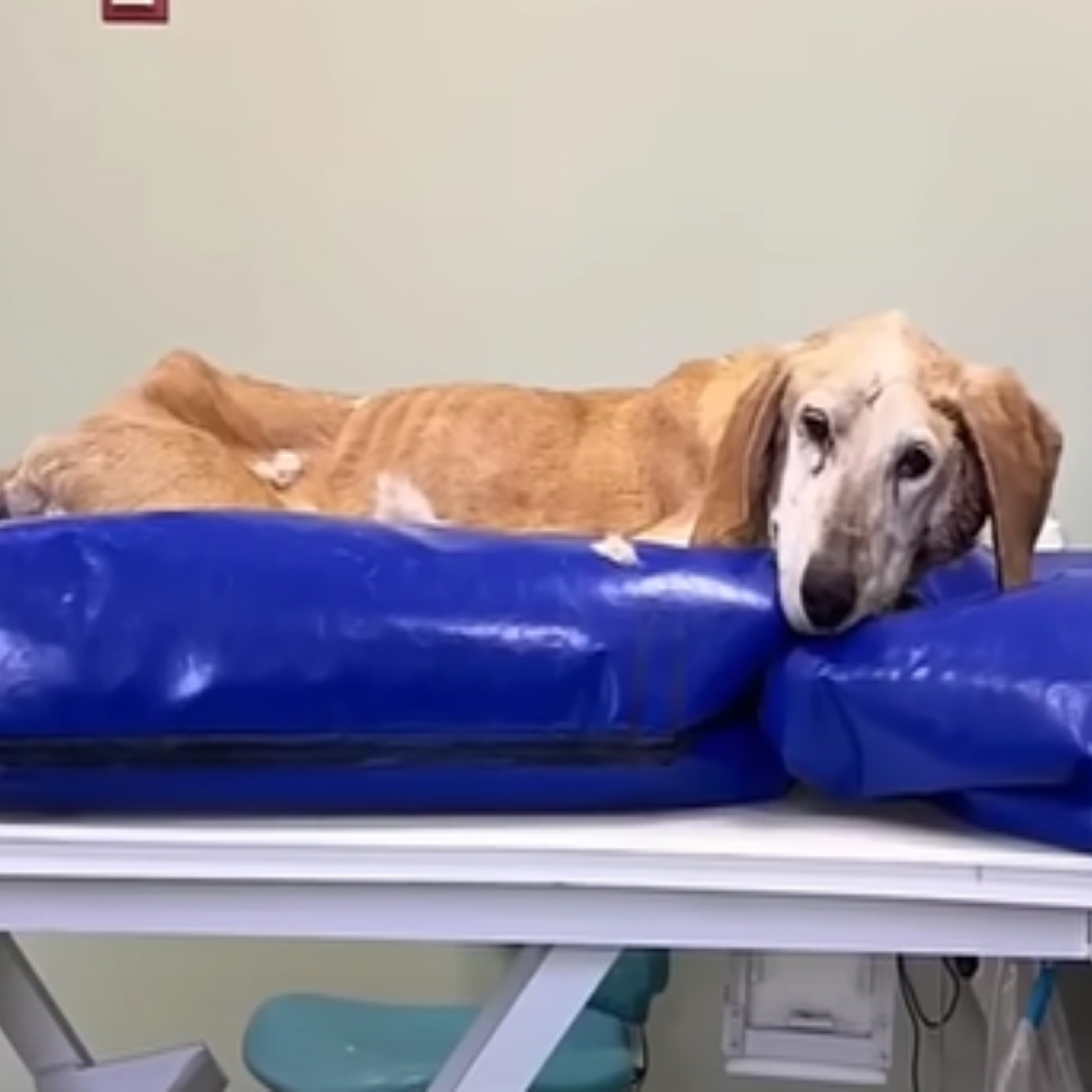 Left in Pain, Azalea Fought to Live After Being Abandoned with Cancer