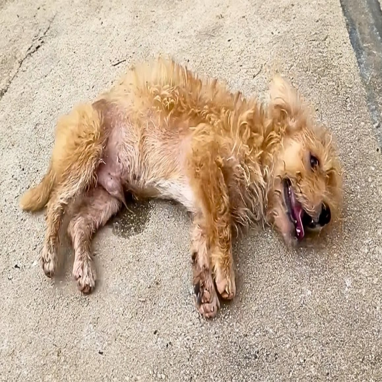 Left to Suffer in the Street, Seizing Dog Rescued from Cruel Abandonment