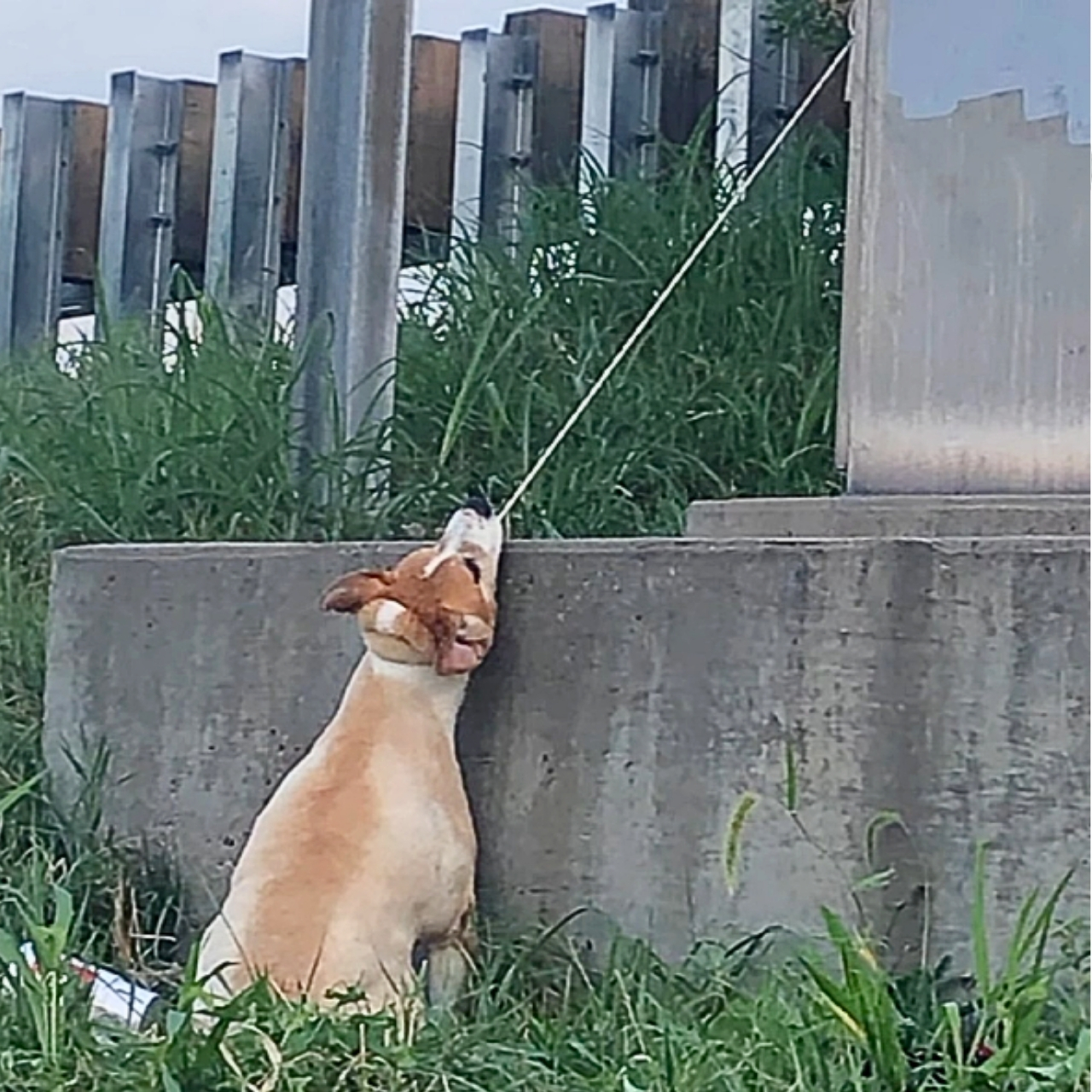 Man Spots Dog Hanging from Overpass and Rushes to Save Him