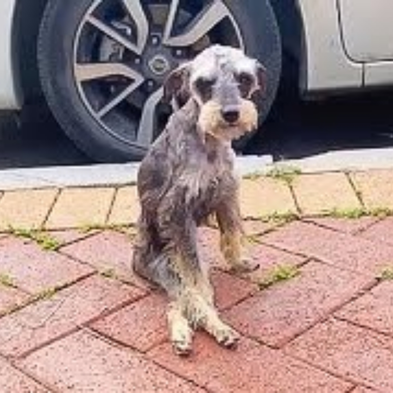 Paralysed and Ignored, This Dog Fought Back with Silent Strength