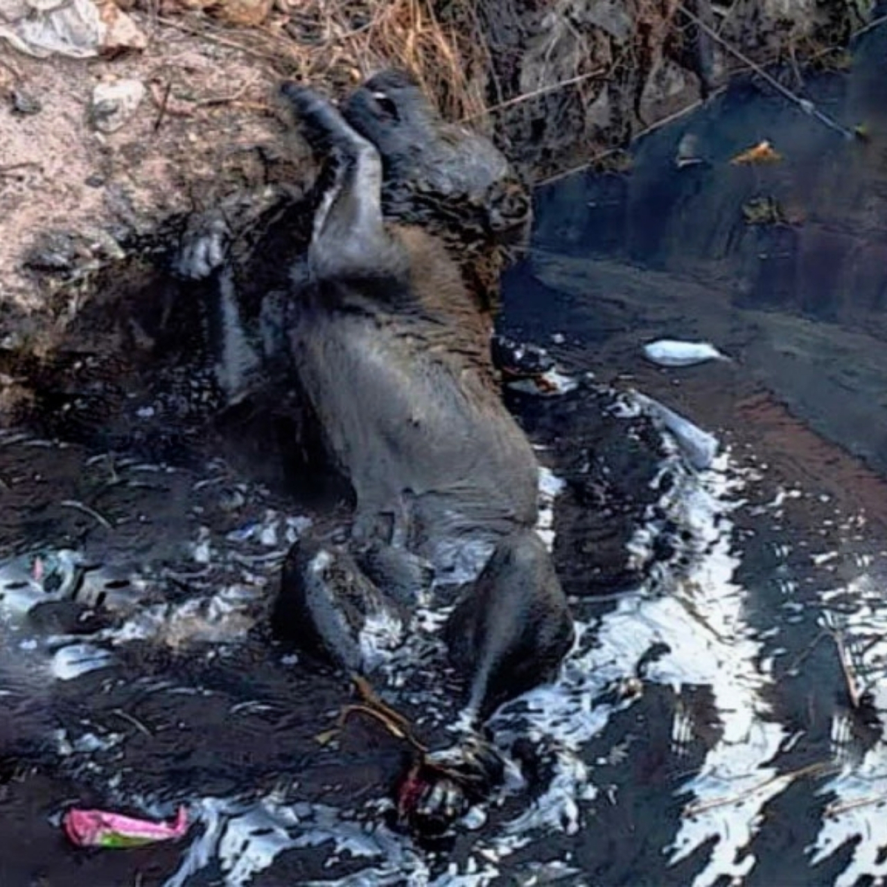 Rescued Eric: A Journey from Storm Drain Despair to Hopeful Healing