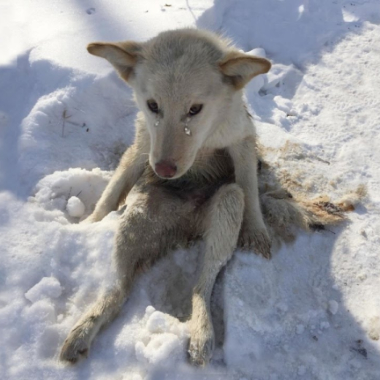 Shot, Frozen, and Left to Die: How Lunka Defied the Odds and Learned to ...