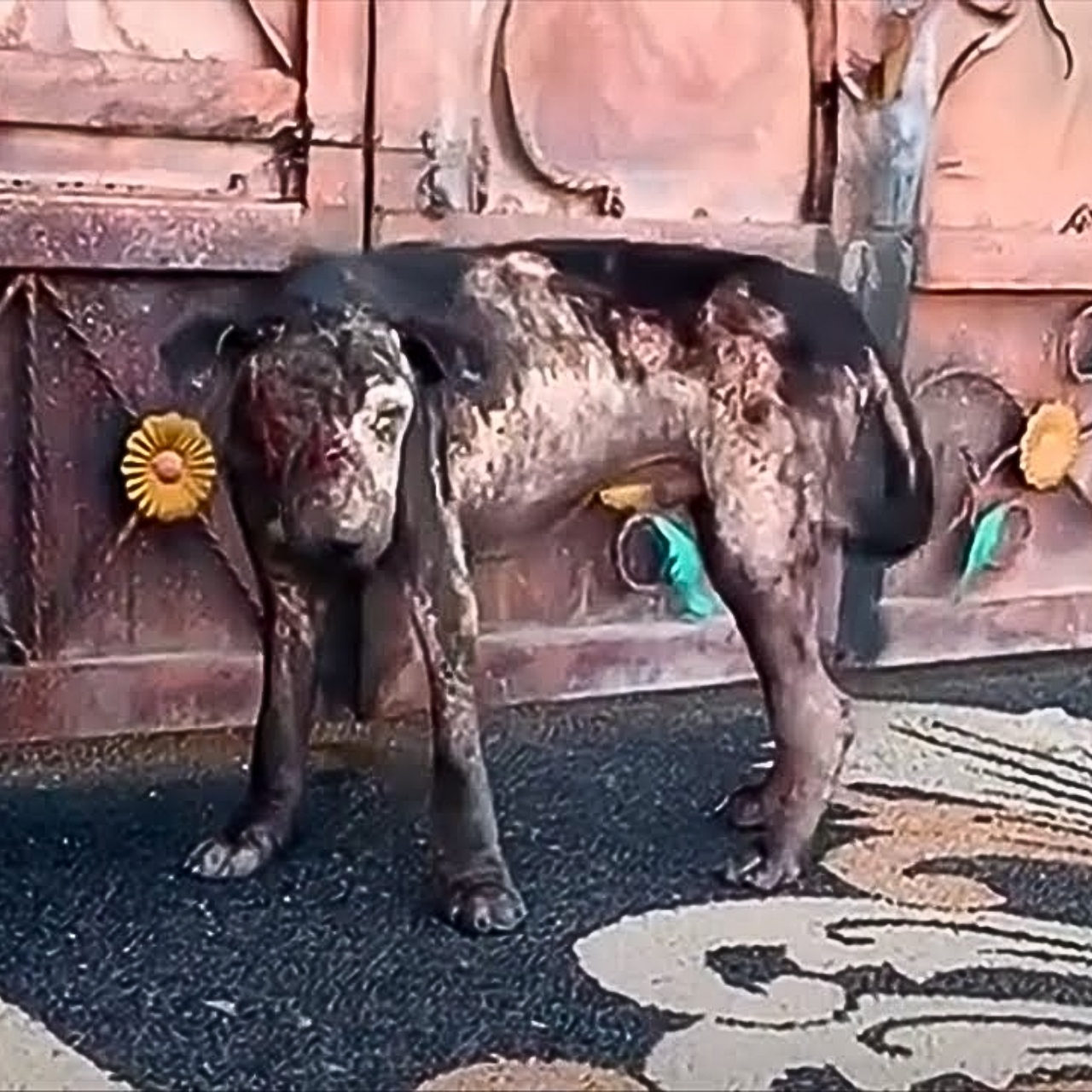 Sick Stray Dog Walks to Rescue Center Alone—and Finds a New Life