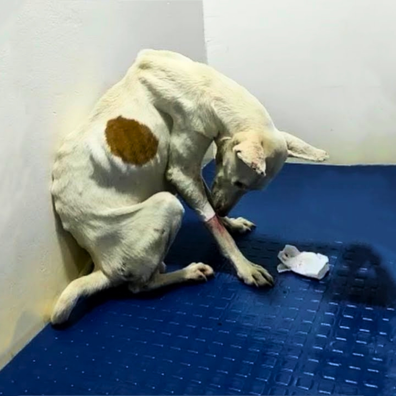 Starving Dog Begs Not to Be Left Behind Again — Now He’s Full of Life ...