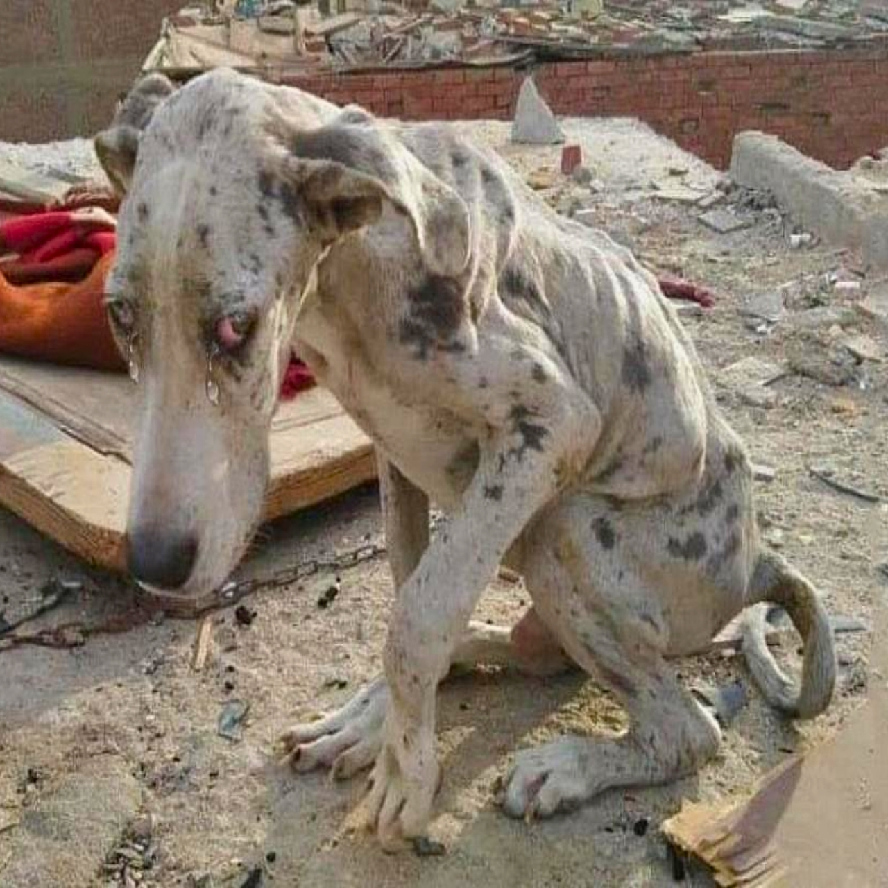 Stone-Filled Stomach to Joyful Bark: Angelo the Dog's Incredible ...