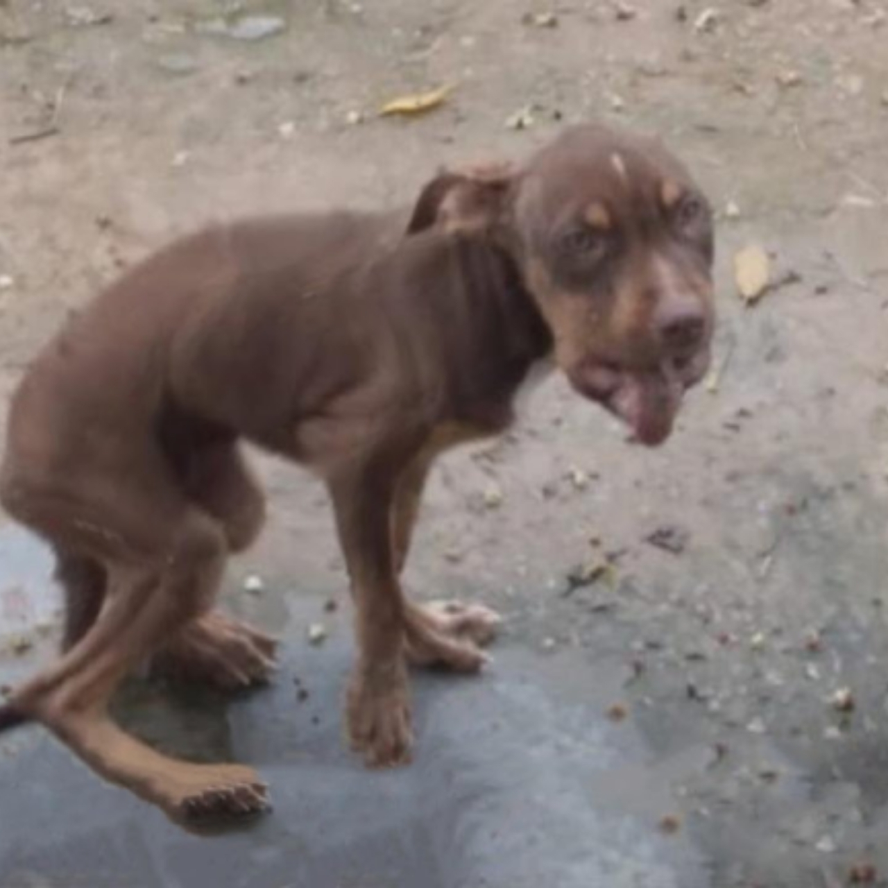 With a Broken Jaw and Tearful Eyes, Mika Was Shunned—But All She Wanted ...