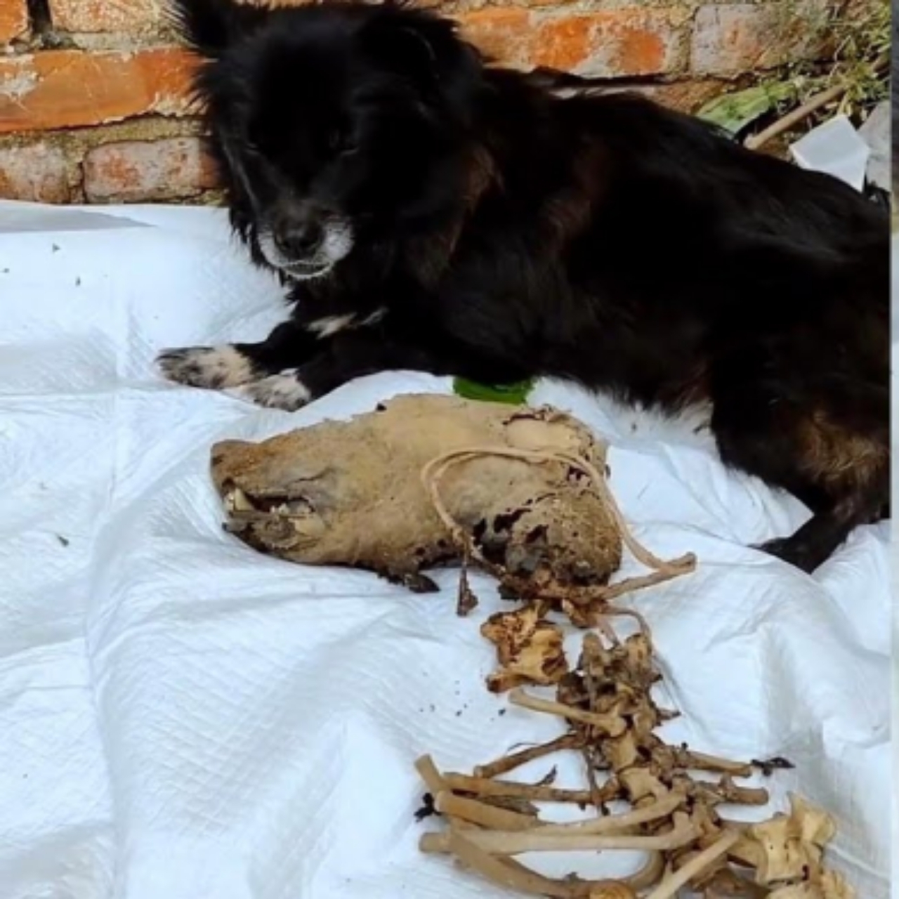 Xiao Hei Spent 3 Years Guarding His Mother’s Remains—Now He’s Learning ...