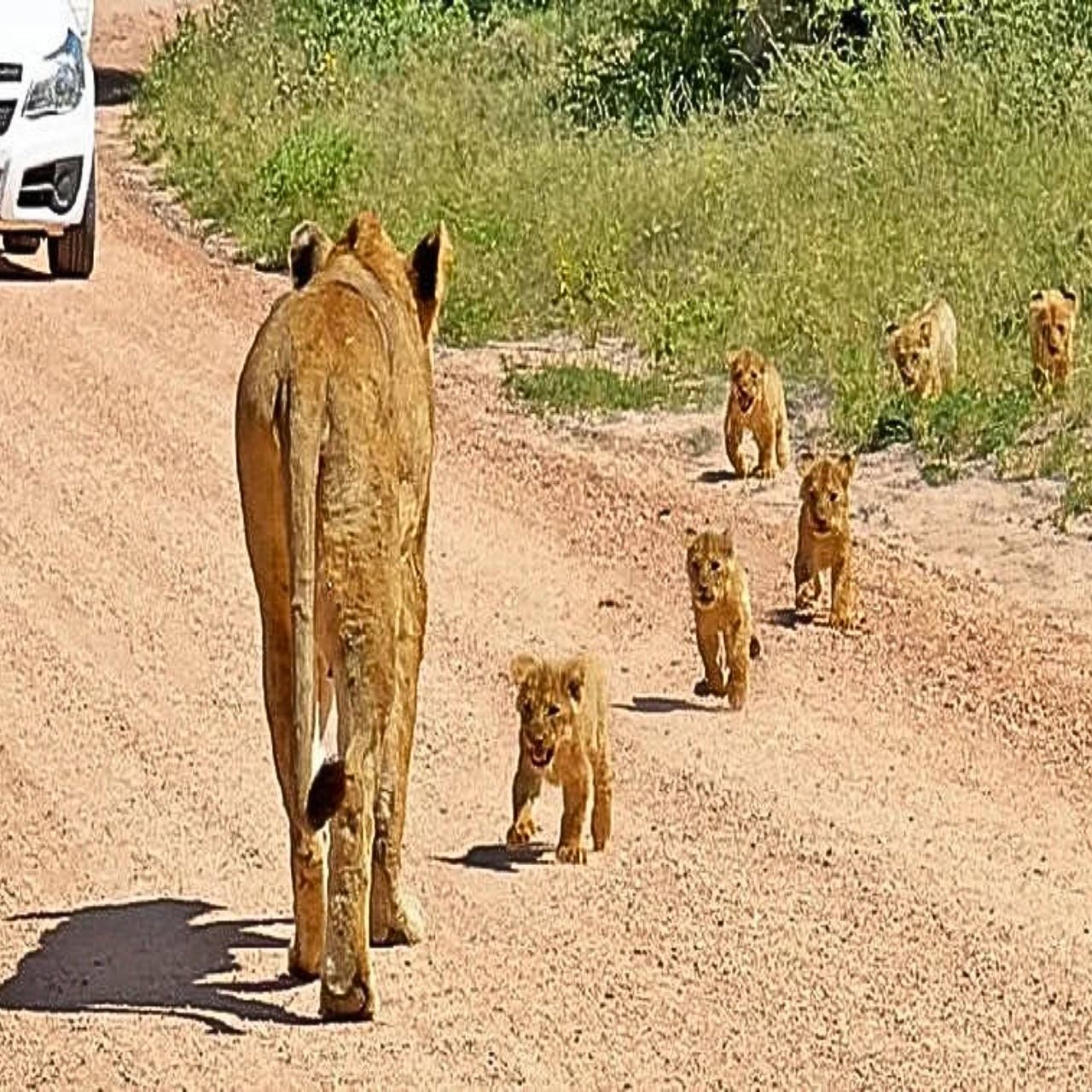 Heartwarming Moment: Lioness and Her Playful Cubs Cause Traffic Jam in ...