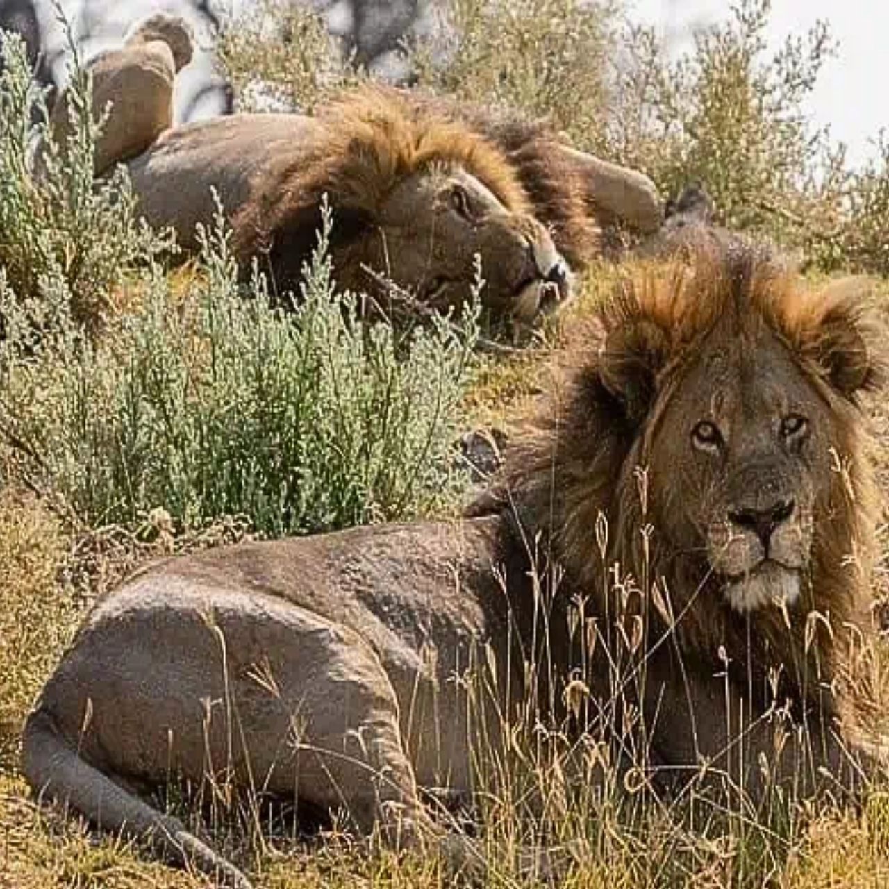 Behind the Lens: Unveiling the Challenges of Wildlife Filmmaking