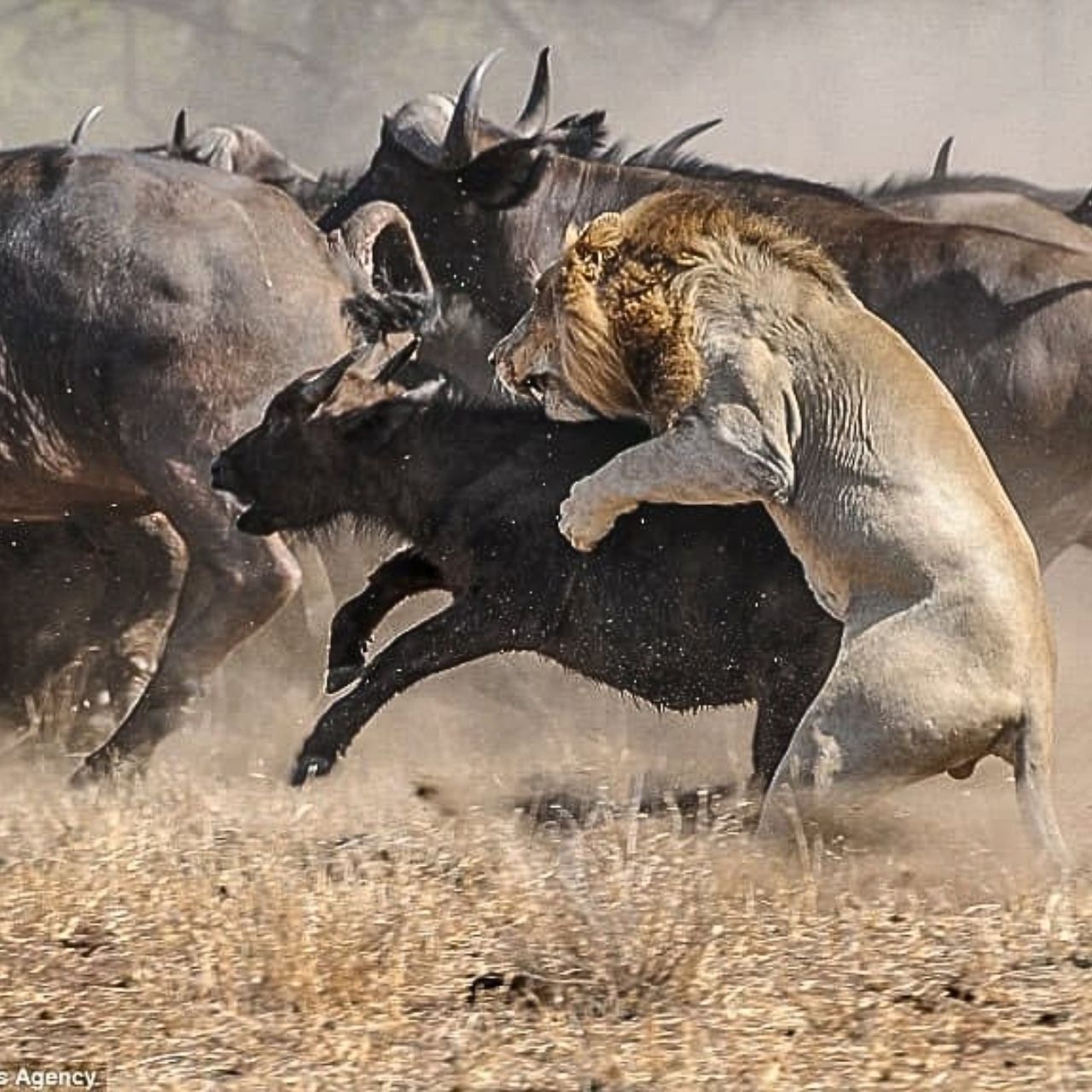 A Heartwarming Rescue: How Buffalo United to Save Their Young