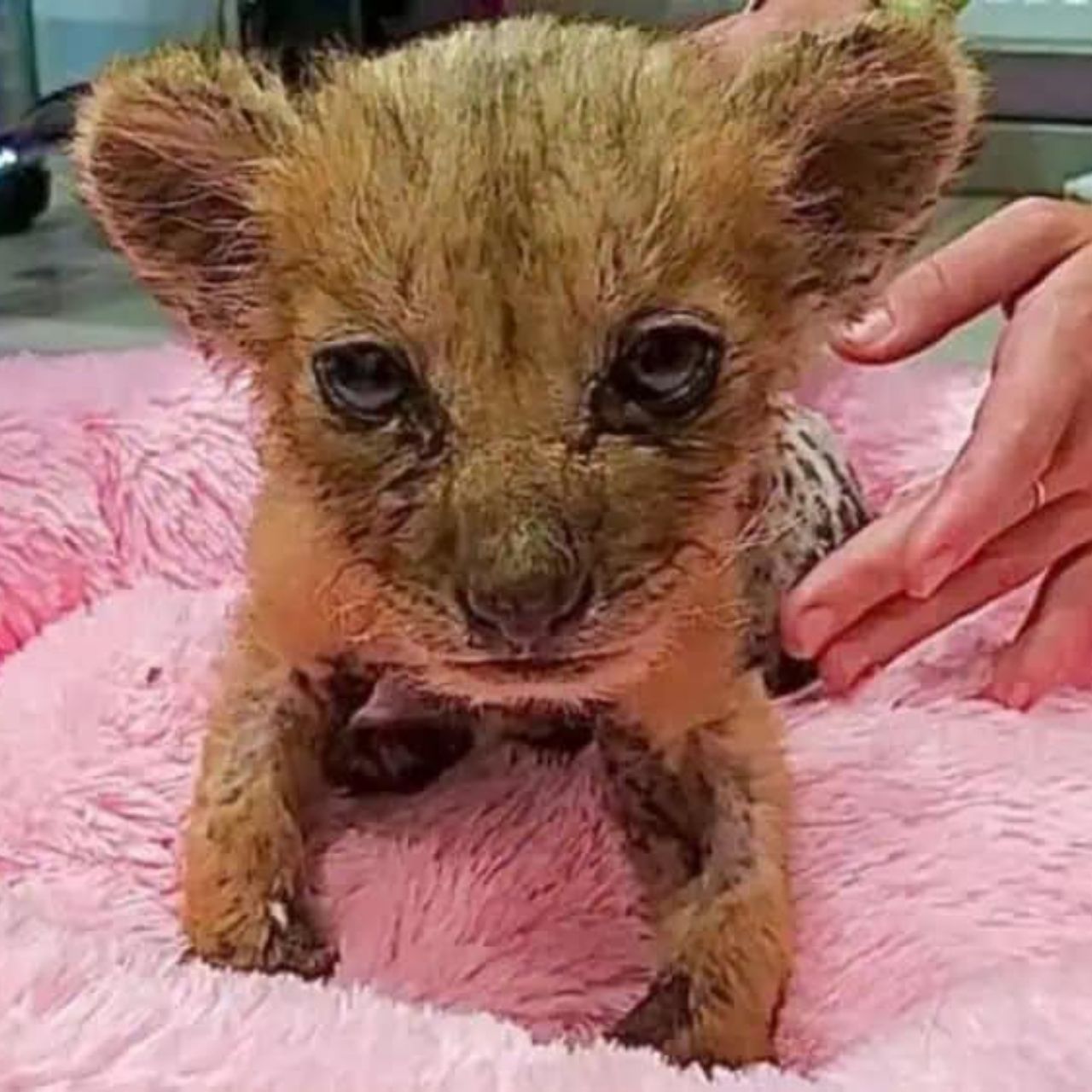 The Incredible Journey of Simba: A Cat's 800-Kilometer Adventure