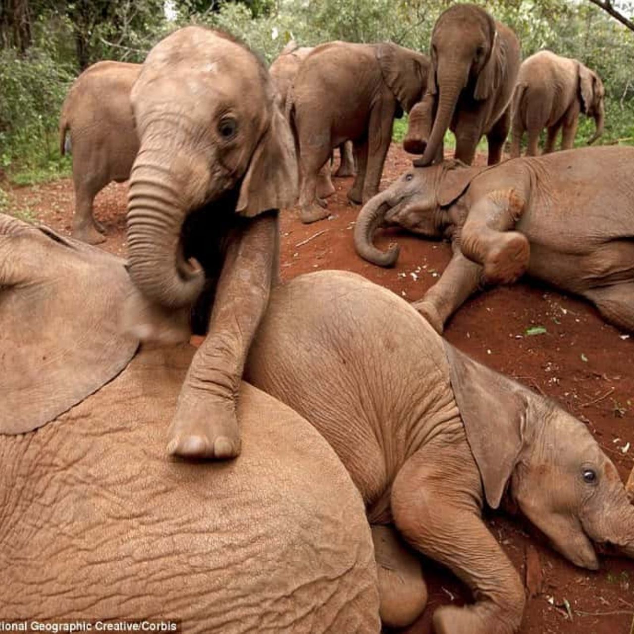 The Heartwarming Journey of Orphaned Elephants in Kenya