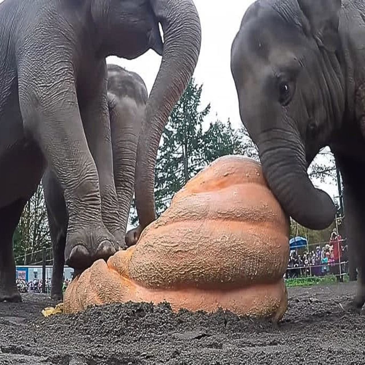 Elephants Bring Joy This Fall with Pumpkin Playtime at Oregon Zoo