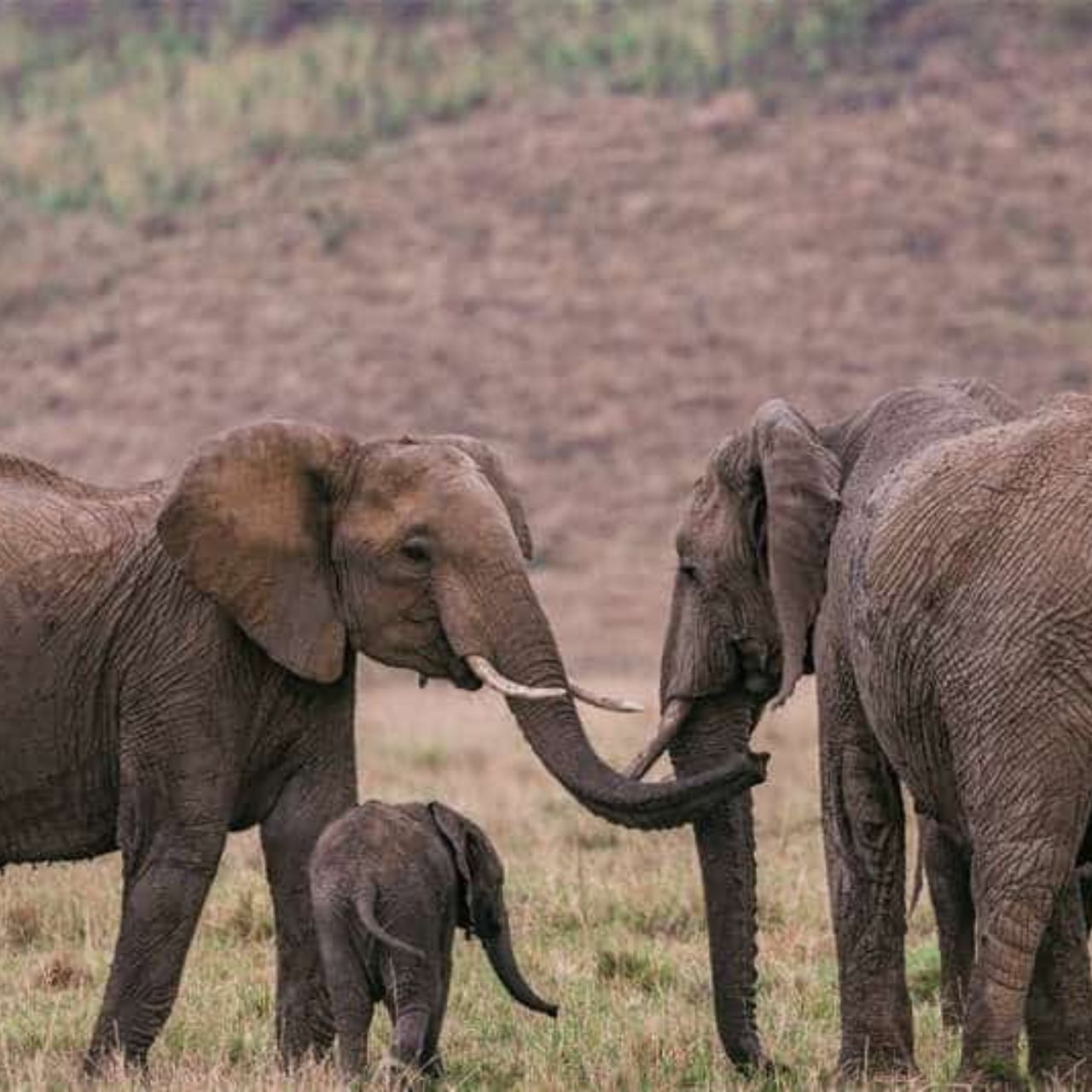 Heartwarming Elephant Reunion After Years Apart