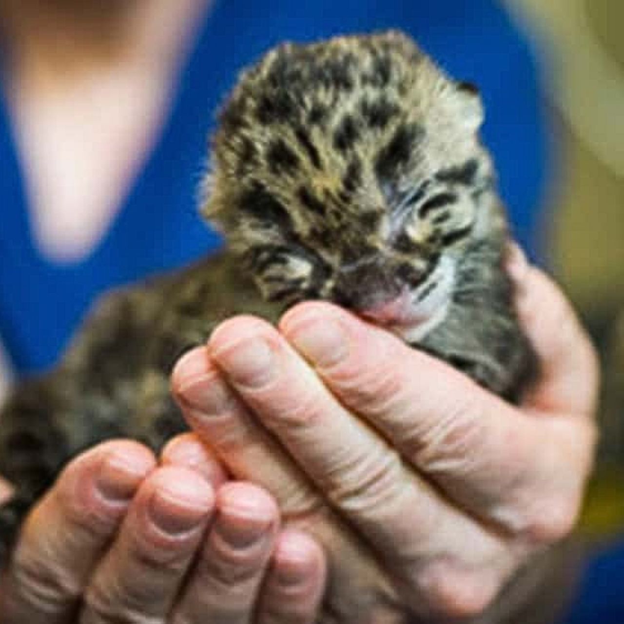Adorable Clouded Leopard Cubs Born at Tacoma Zoo: A Milestone for Conservation