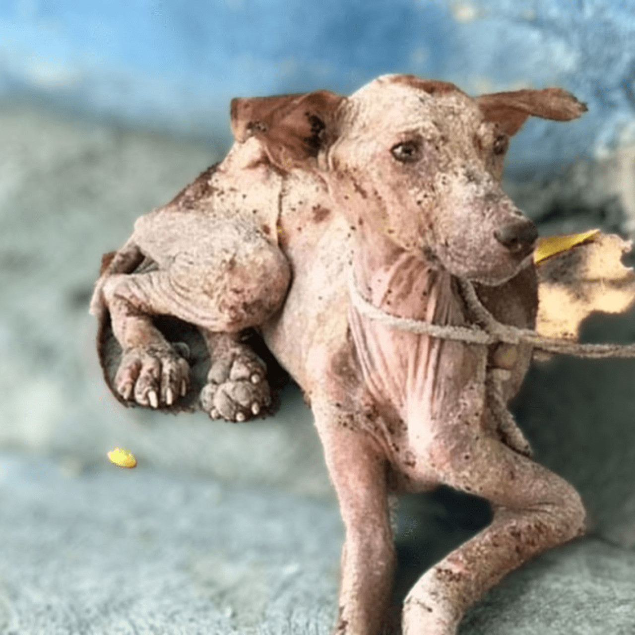 From Tragedy to Triumph: A Starving Dog's Heartwarming Transformation ...