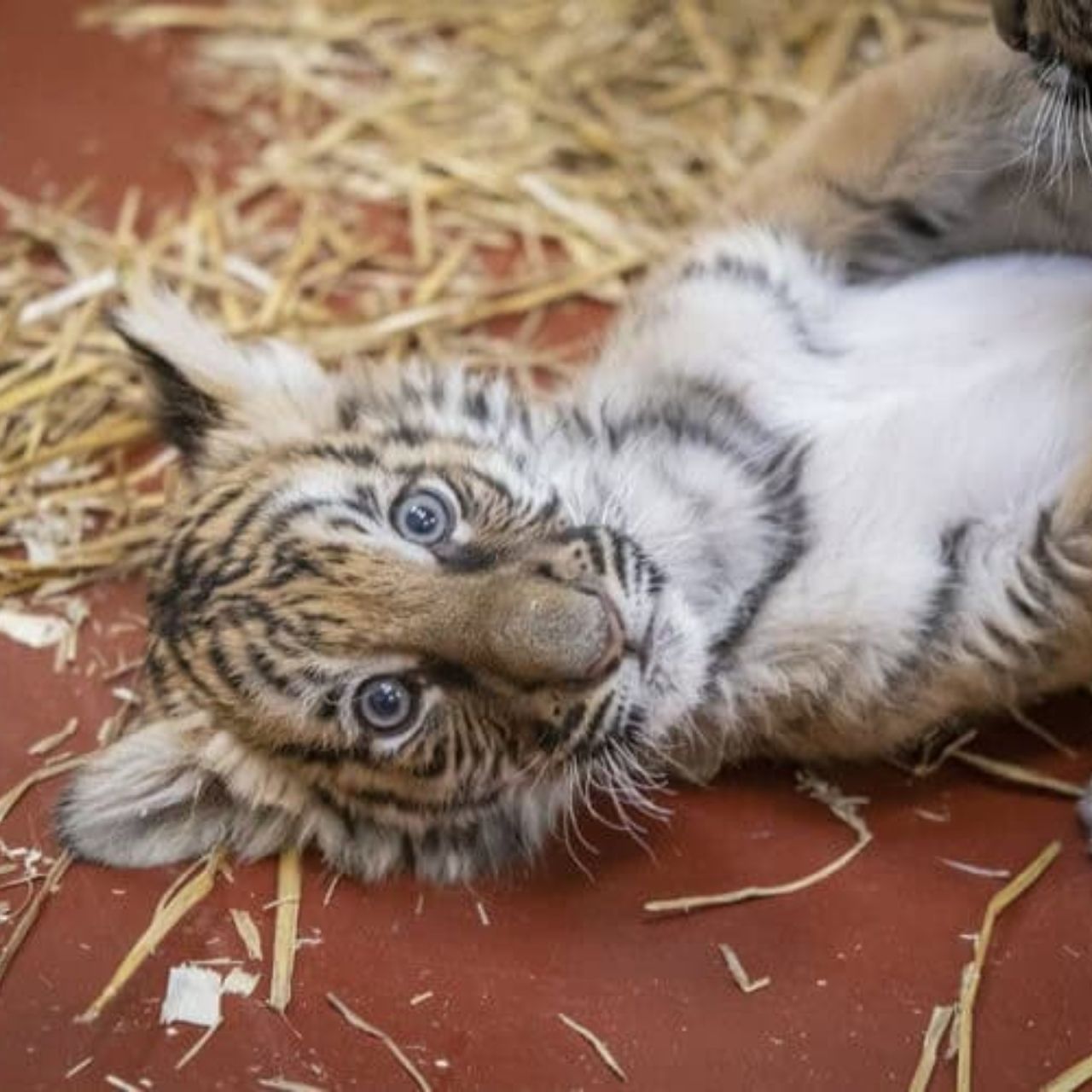 Help Name the New Amur Tigers at the Cleveland Zoo!