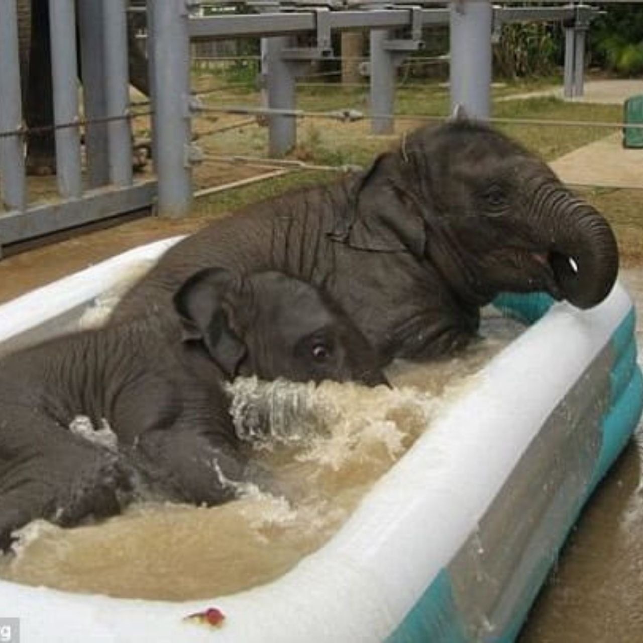 Meet the Adorable Baby Elephants at Houston Zoo!