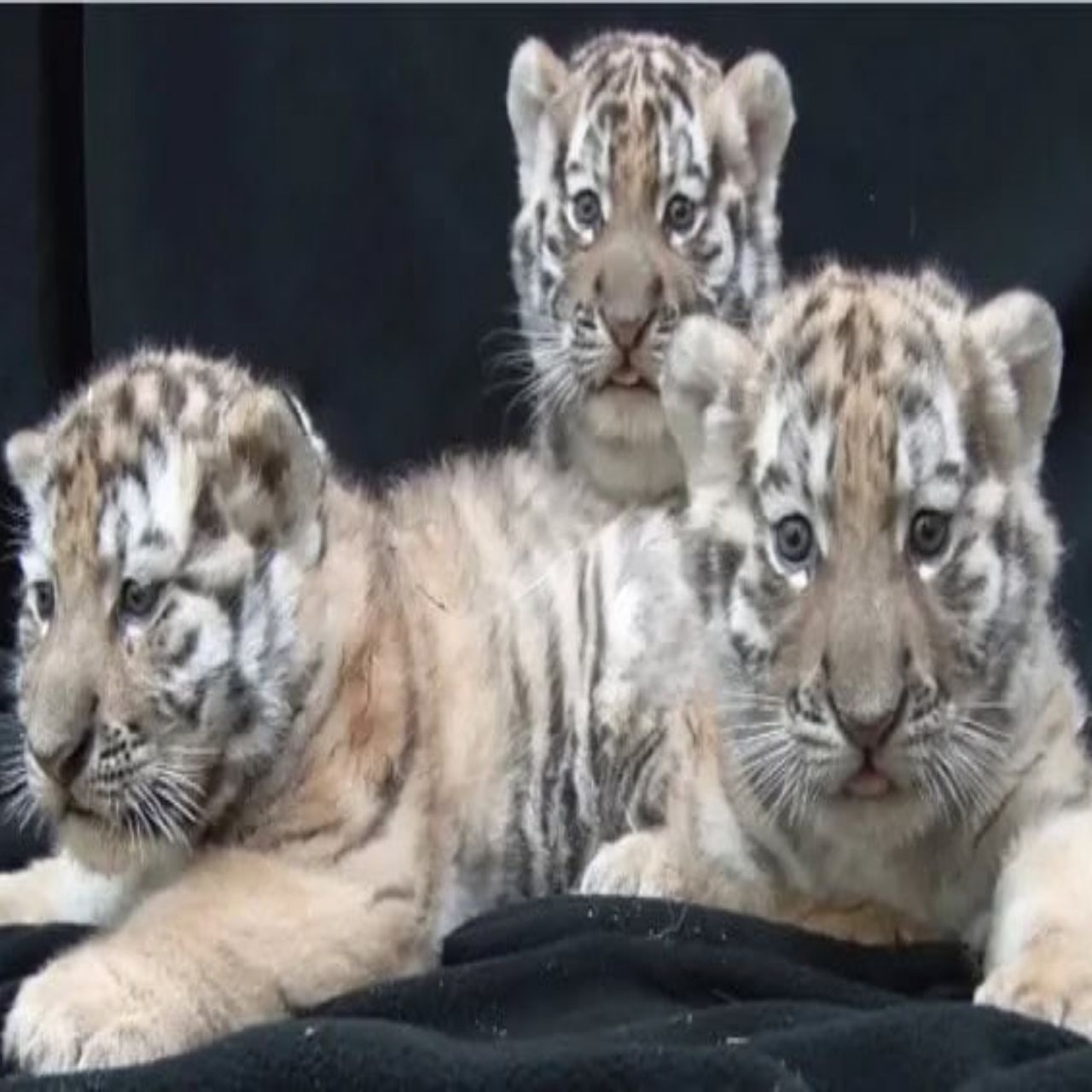 Adorable Tiger Cubs Steal Hearts at Columbus Zoo