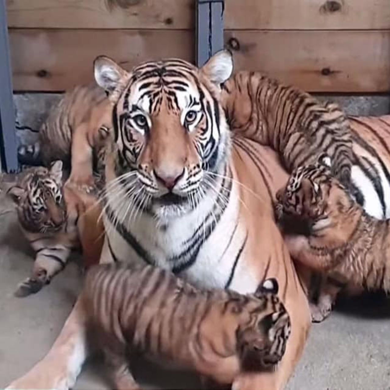 Five Siberian Tiger Cubs Born at Six Flags: A Conservation Triumph