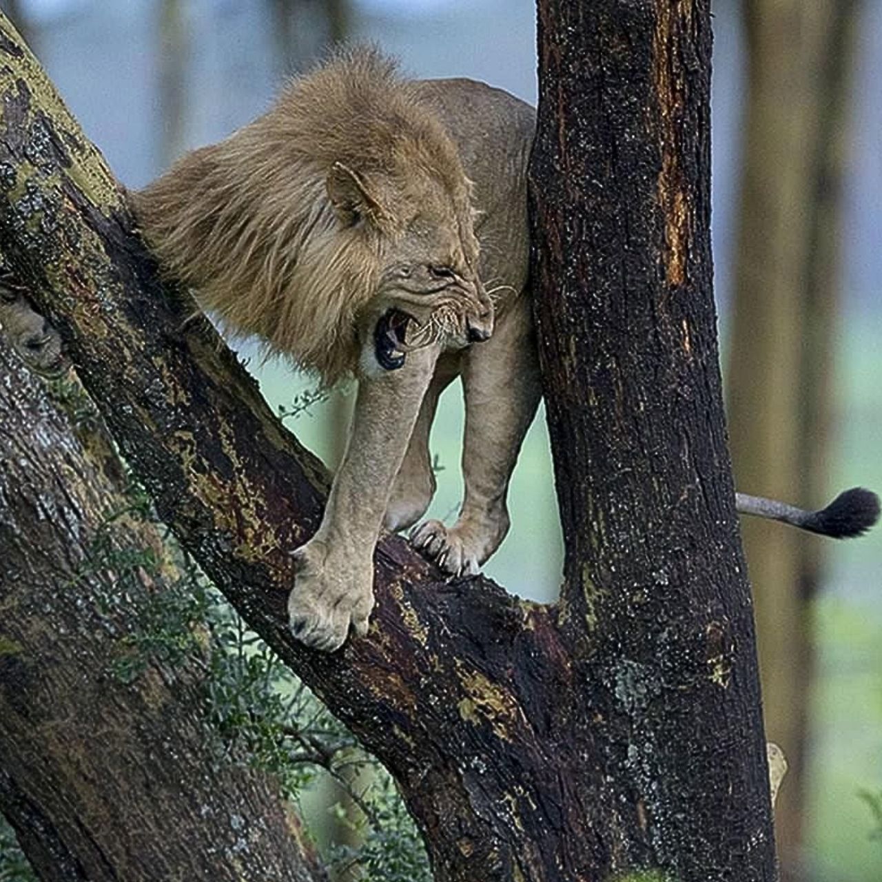 Lion Caught in Unusual Chase: A Dramatic Encounter with Buffaloes in Kenya